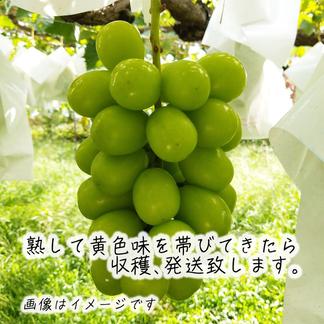 【足〇様専用商品】【ご家庭用】シャインマスカット 約3kg（5～7房） | 果物/ぶどう 産直アウル 農家から直接野菜などの食材を購入できる産地直送の宅配通販サイト