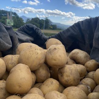 30 とうや 3L 10kg 北海道 ニセコ 食べたらわかるこの美味さ！ | 野菜/じゃがいも 産直アウル 農家から直接野菜などの食材を購入できる産地直送の宅配通販サイト