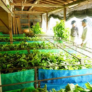 【新春特価！2L～3Lサイズ】お蚕も手伝う「泥付き下仁田ねぎ」6.4kg | 野菜/ねぎ 産直アウル 農家から直接野菜などの食材を購入できる産地直送の宅配通販サイト