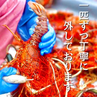 【SALE】2日間限定！2,000円OFFでお買得な伊勢エビ「3kg」 | 魚介類/エビ 産直アウル 農家から直接野菜などの食材を購入できる産地直送の宅配通販サイト