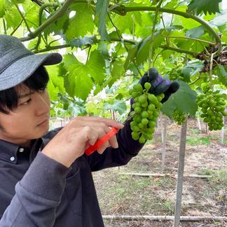 【Nini farm厳選品】 9月上旬より順次発送 フルボ酸栽培 高品質完熟シャインマスカット(約1.0kg)のし対応 | 果物/ぶどう 産直アウル 農家から直接野菜などの食材を購入できる産地 ...