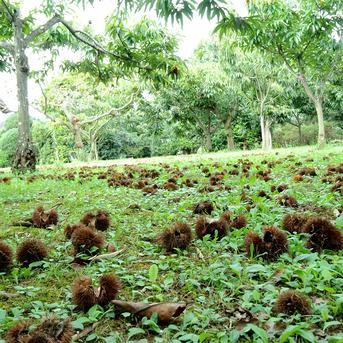 茨城のうまい栗（紫峰）約3kg／2Lサイズ | 果物/栗 産直アウル 農家から直接野菜などの食材を購入できる産地直送の宅配通販サイト