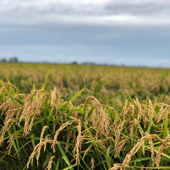 北海道産ゆめぴりか5kg 2袋 | 米・穀物/米/精米 産直アウル 農家から直接野菜などの食材を購入できる産地直送の宅配通販サイト