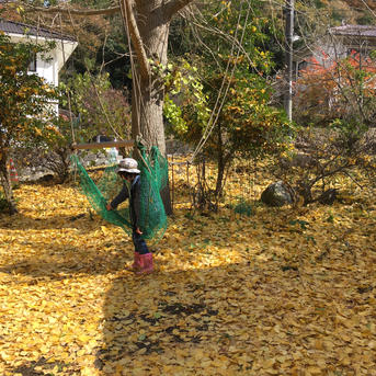 ＜無選別＞ほっこり銀杏！1haの銀杏畑♪令和7年産1kg(200g×5袋） | 野菜/その他野菜 産直アウル 農家から直接野菜などの食材を購入できる産地直送の宅配通販サイト