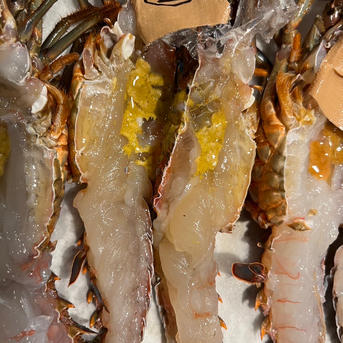 訳あり 活ﾒ冷凍伊勢海老 500-550g×5匹 | 魚介類/エビ 産直アウル 農家から直接野菜などの食材を購入できる産地直送の宅配通販サイト